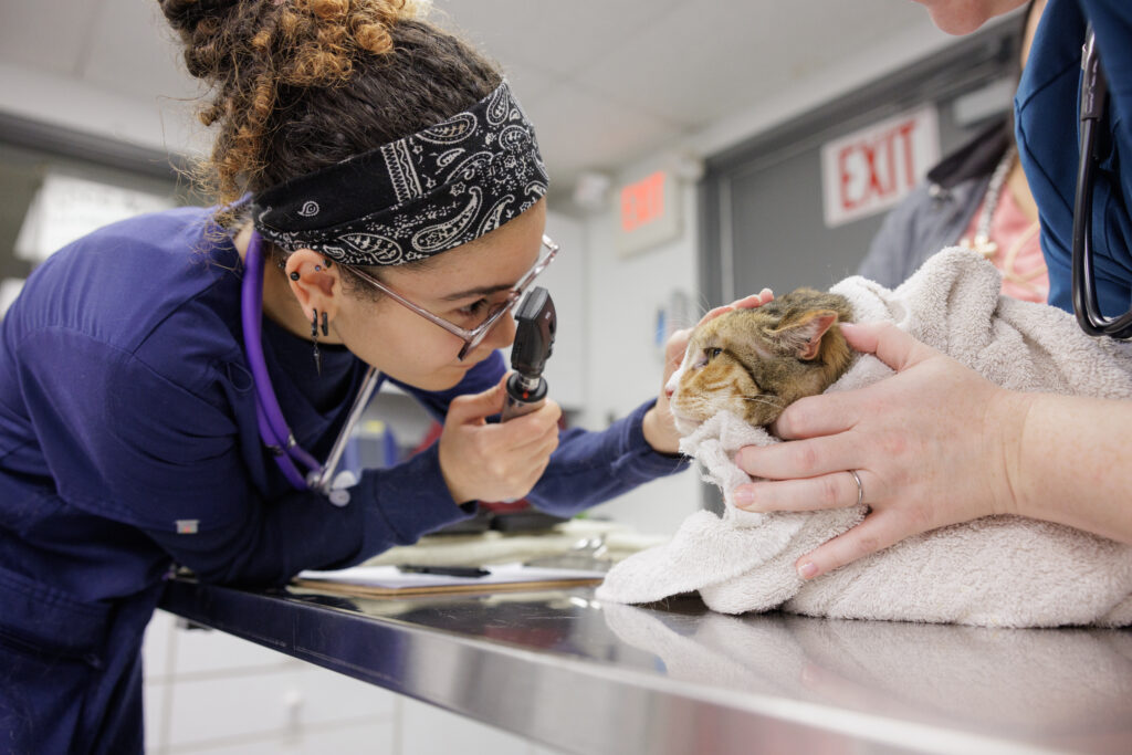 Veterinary Technician A.A.S. (VET) - Lehigh Carbon Community College